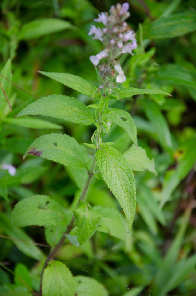 American Germander (Wildflowers of the Preserve at Shaker Village ...