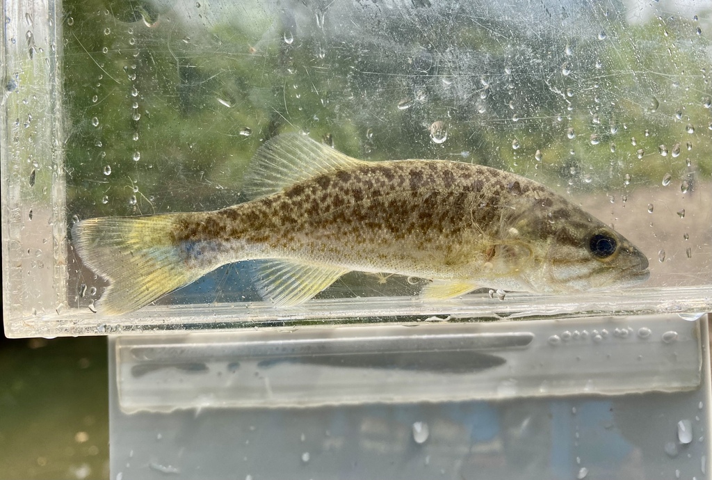 Neosho Bass (Micropterus velox) - Marine Life Identification