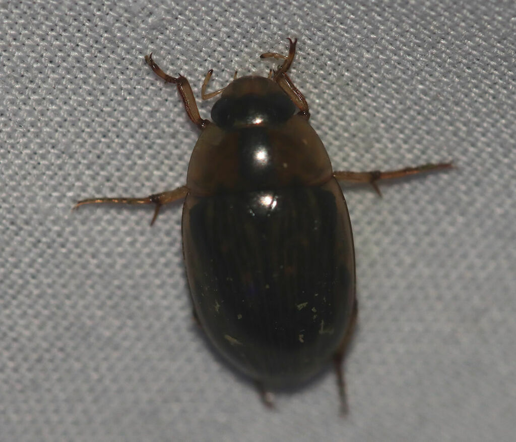 Tropisternus collaris in August 2024 by hr_dragonfly · iNaturalist