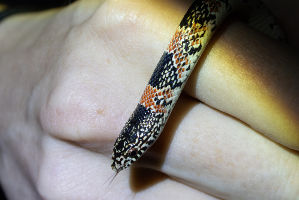 Long-nosed Snake from Doña Ana County, NM, USA on August 12, 2024 at 08 ...