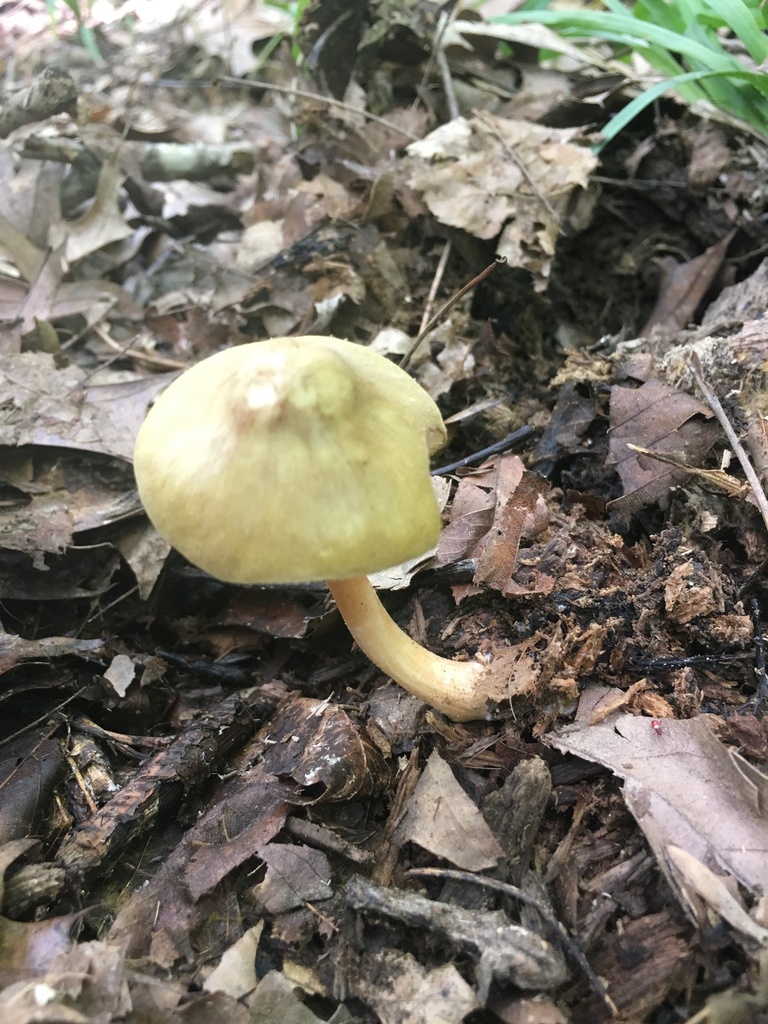 Pluteus aureus from Orange County, IN, USA on June 13, 2019 at 02:31 PM ...