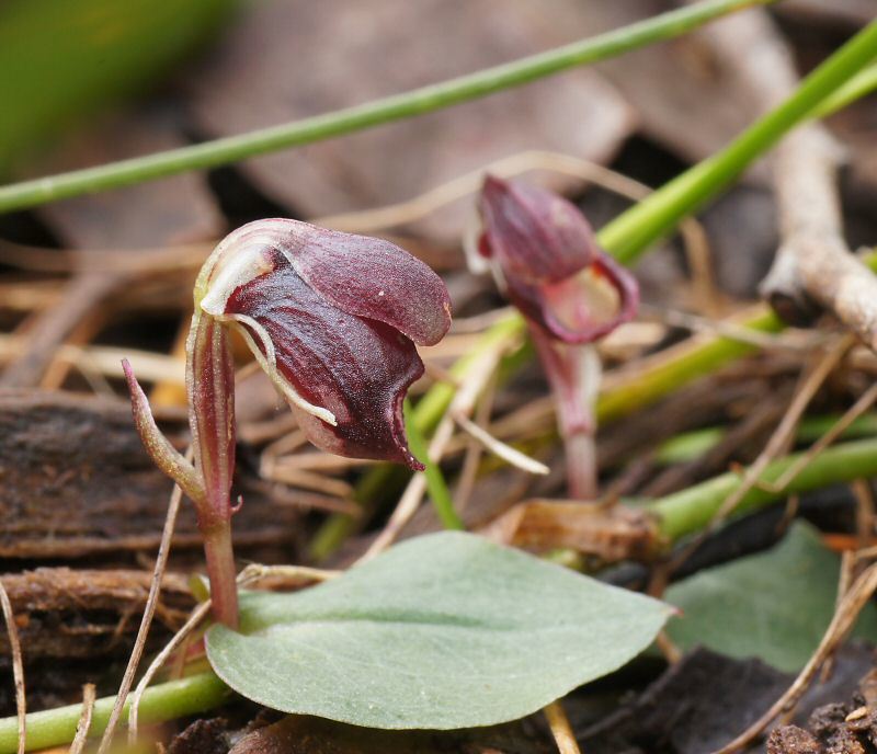 small helmet-orchid (Budawang Coast plant species Part 1 (A-E ...