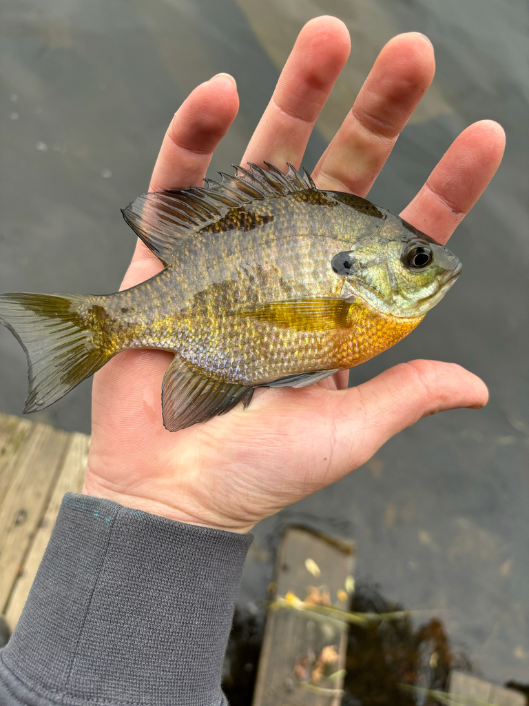 Bluegill from Washington on October 29, 2023 at 02:45 PM by Logan Bach ...