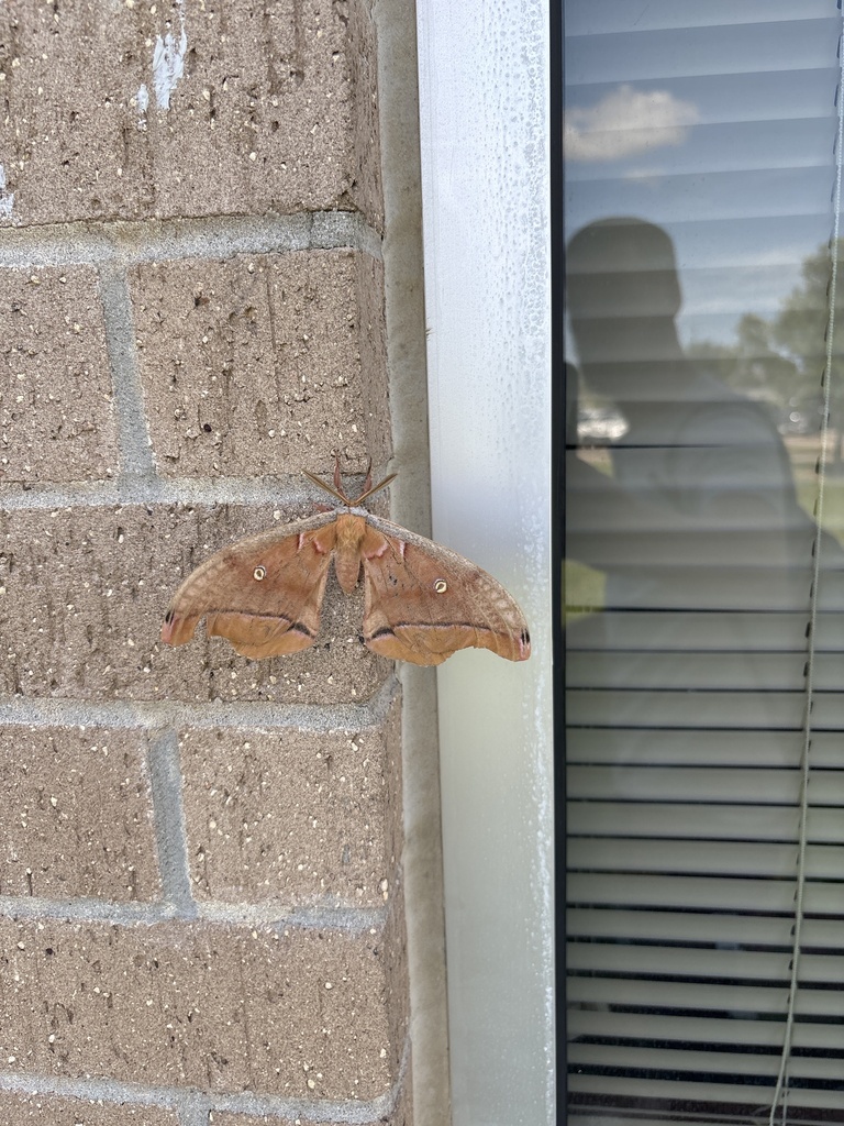Polyphemus Moth from Clear Falls High School, League City, TX, US on ...