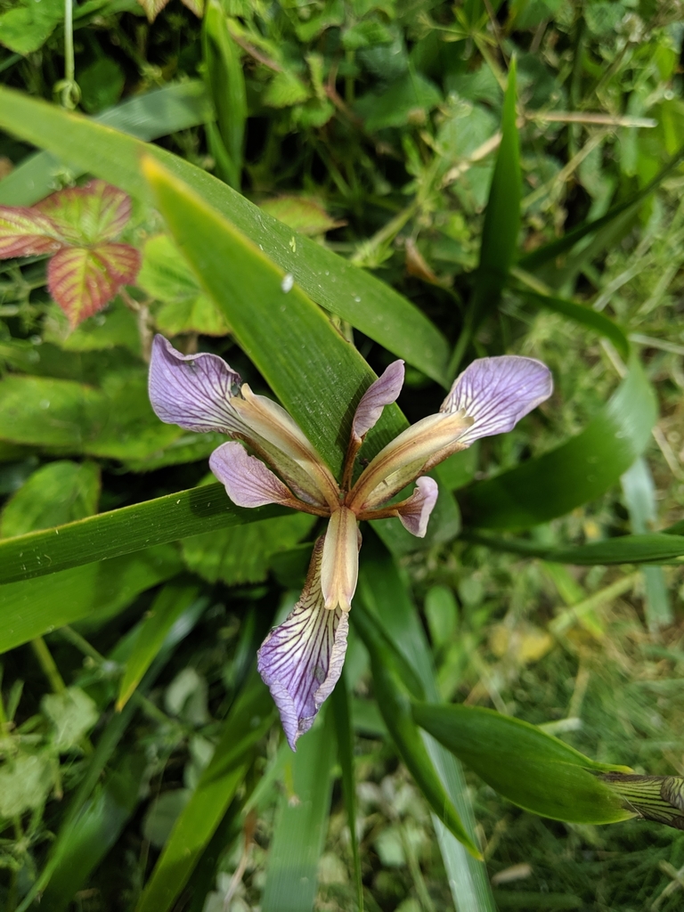 Stinking iris from Dawlish Warren, Dawlish EX7 0NF, UK on June 14, 2019 ...