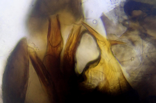 Cephalops varipes · iNaturalist