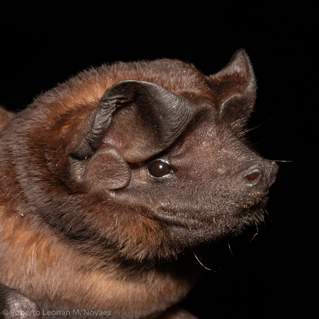 Thomas's Mastiff Bat from Bagre - PA, 68475-000, Brasil on August 30 ...