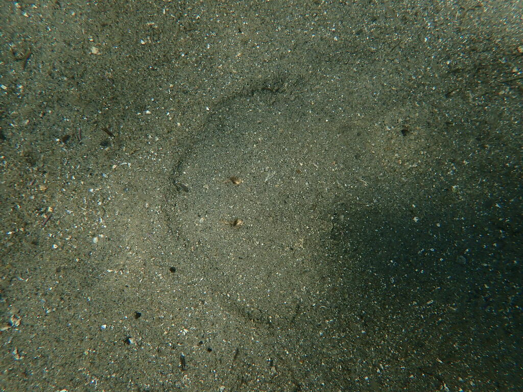 Haller's Round Ray from Mission Point Park, 2600 Bayside Ln, San Diego ...