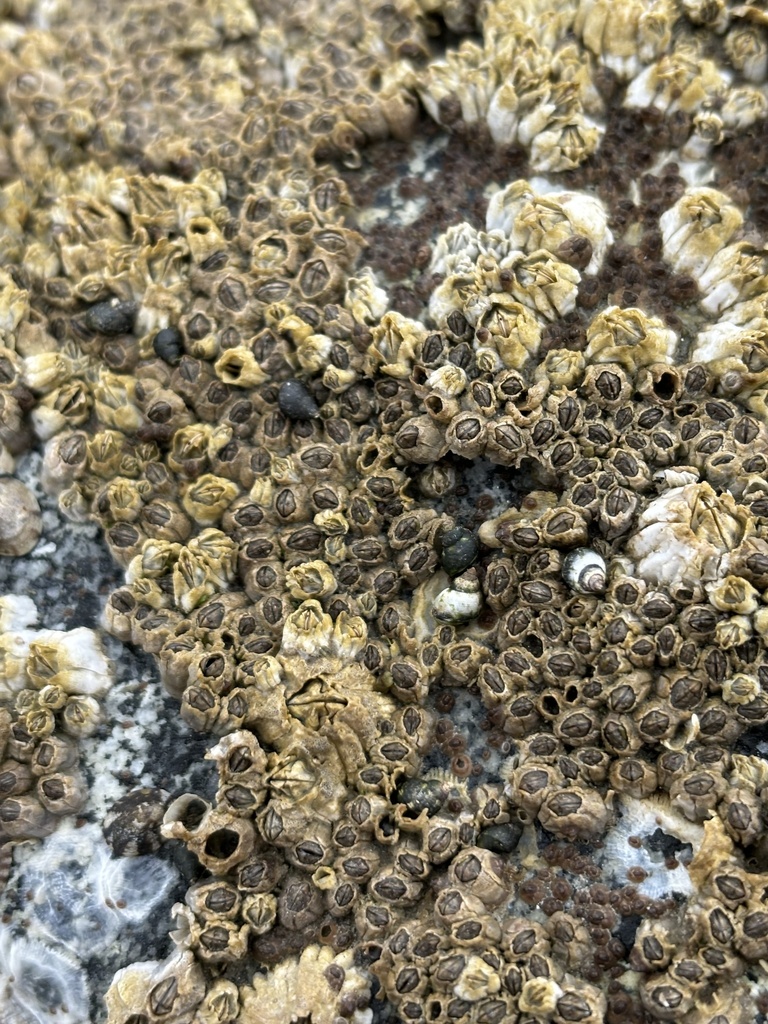 Sitka Periwinkle from Padilla Bay, Samish TDSA, WA, US on August 13 ...