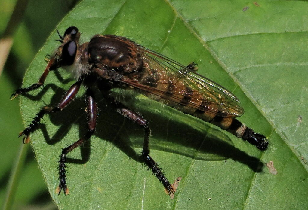 Maroon-legged Lion Fly from Hamilton County, IN, USA on August 13, 2024 ...
