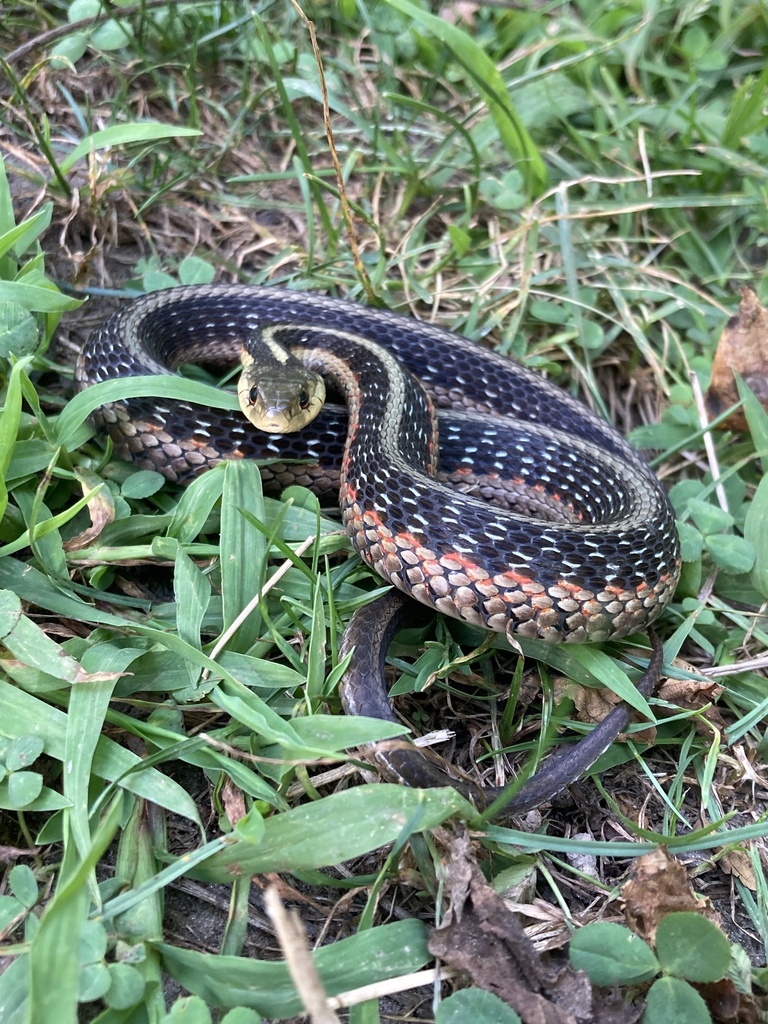 Eastern Garter Snake from Traver Rd, Ann Arbor, MI, US on August 13 ...