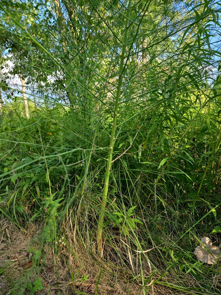 wild asparagus from Ann Arbor on August 13, 2024 at 06:06 PM by ...
