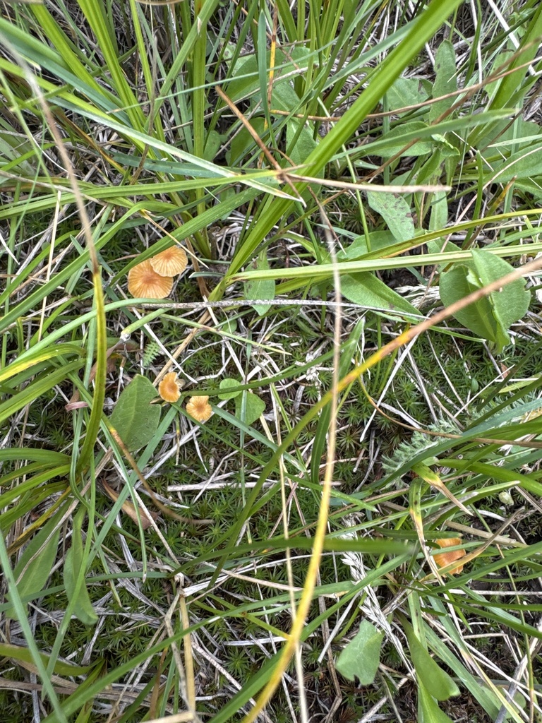 Mosscap in August 2024 by pinonbistro. Moss in Grass in a subalpine ...