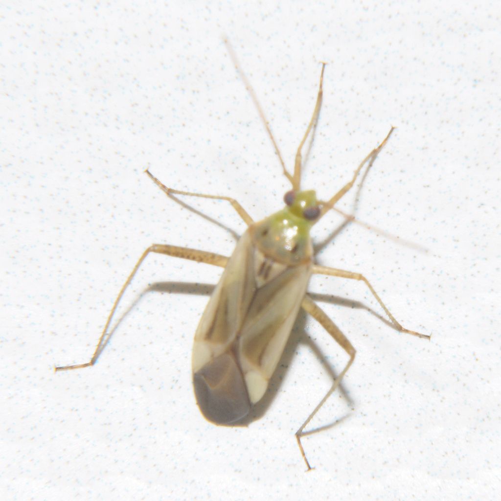 Alfalfa Plant Bug from Bremen-East, 28 Bremen-Oberneuland, Germany on ...