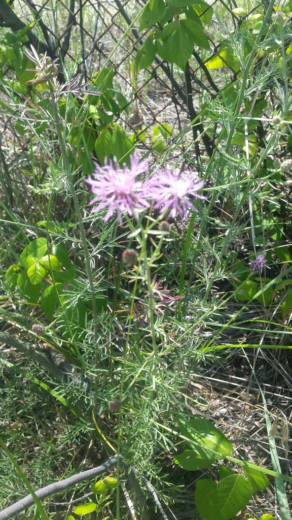 spotted knapweed (Plants of Chatfield State Park) · iNaturalist