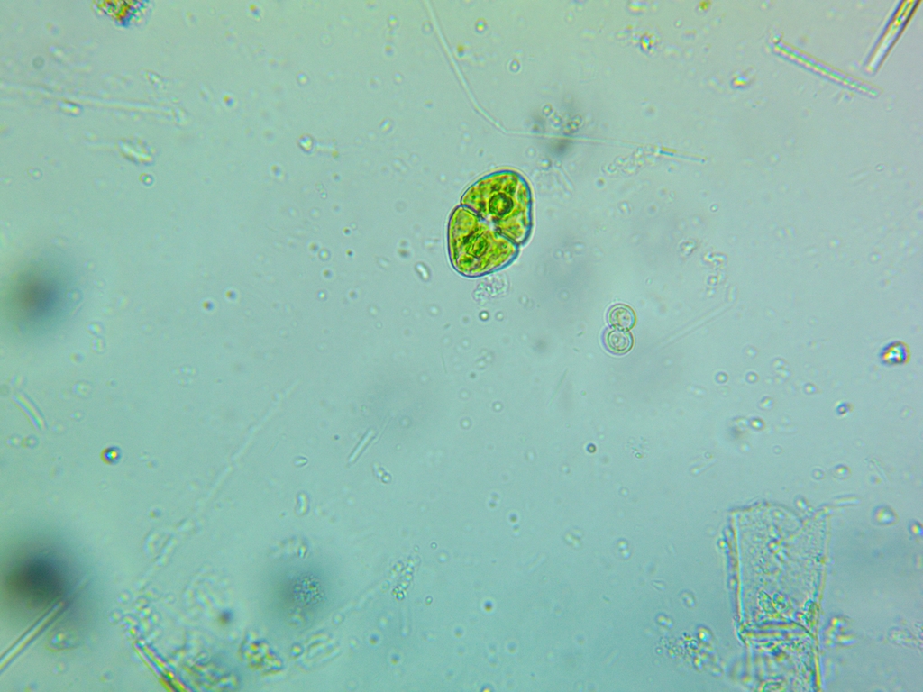 Cosmarium in August 2024 by abelkinser · iNaturalist