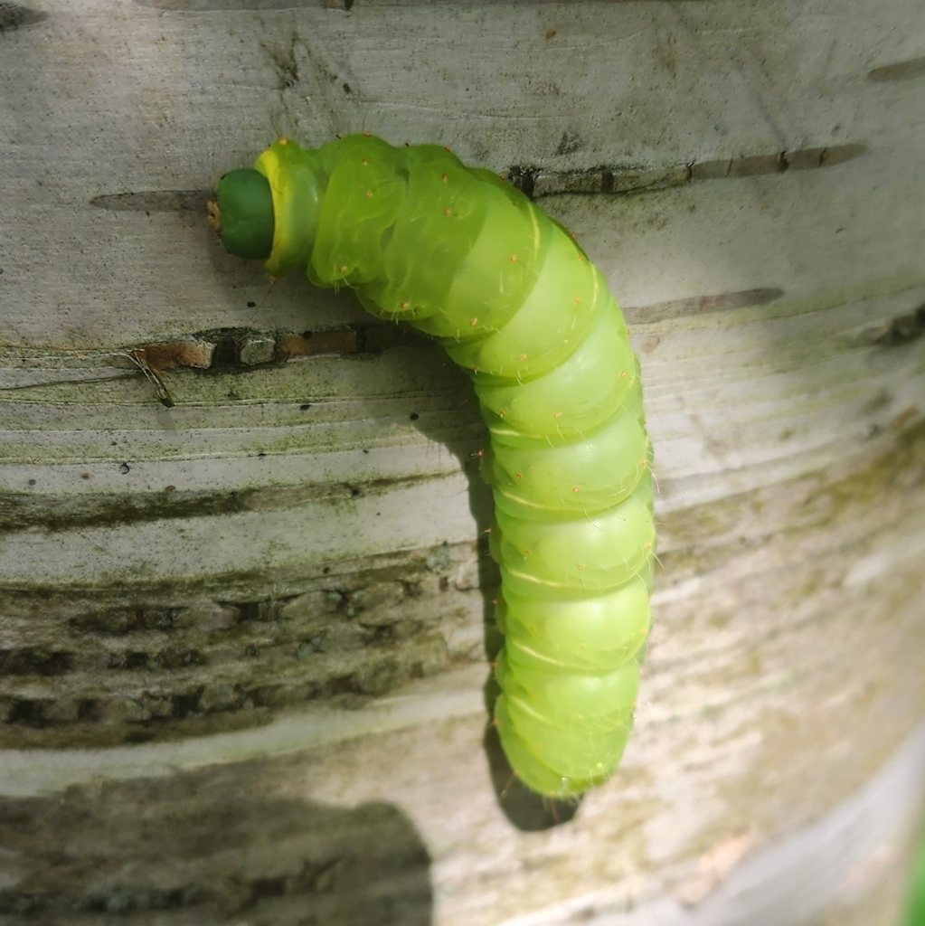 North American Luna Moth from North Java, NY 14113, USA on August 13 ...