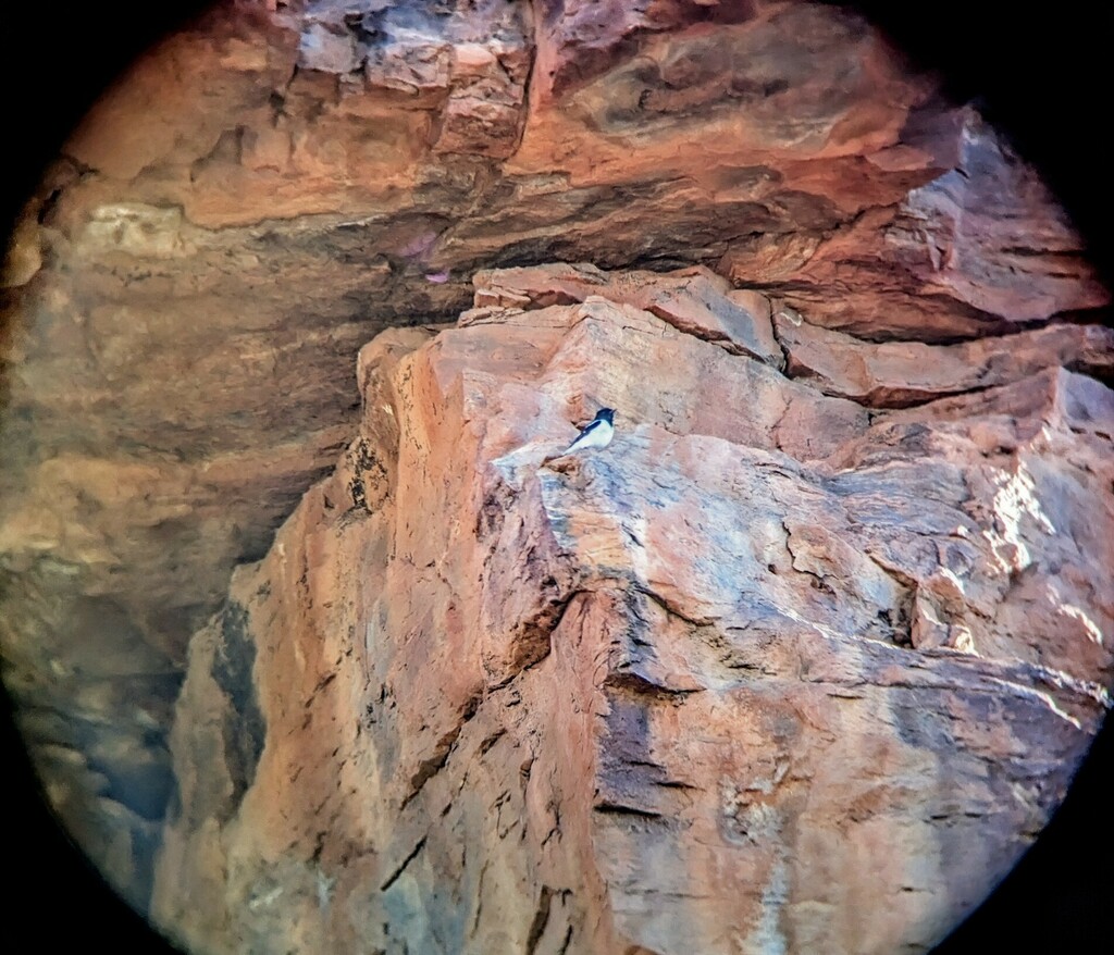 Hooded Robin from Sandover, Northern Territory, Australia on July 11 ...