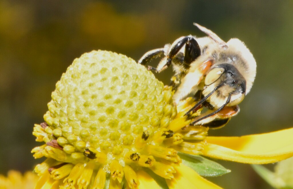 broad-handed leafcutter bee from Fiddlesticks, Cambridge, ON, Canada on ...