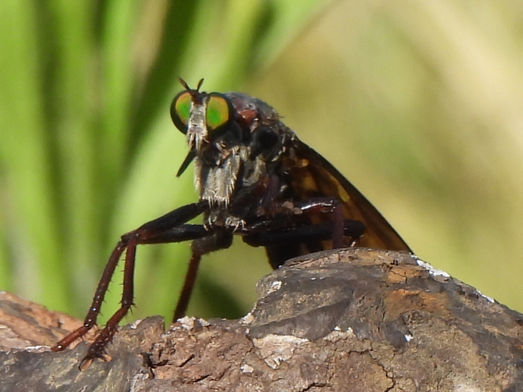 Giant Prairie Robber Fly from West Arlington, Arlington, TX, USA on ...