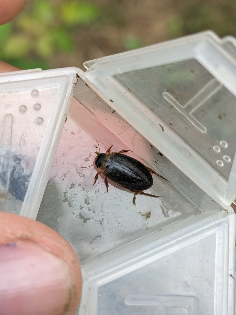 Rhantus consimilis from Langley Twp, BC V1M 3R8, Canada on August 13 ...