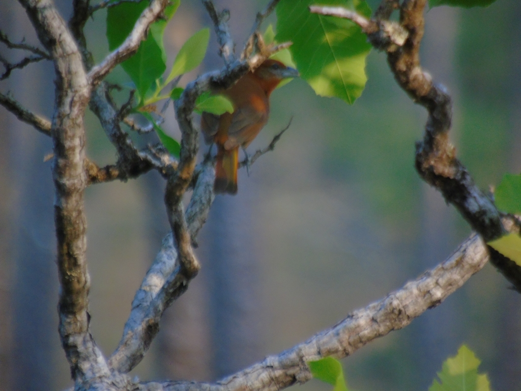 Hepatic Tanager from Waspán, Nicaragua on April 9, 2024 by Lester ...