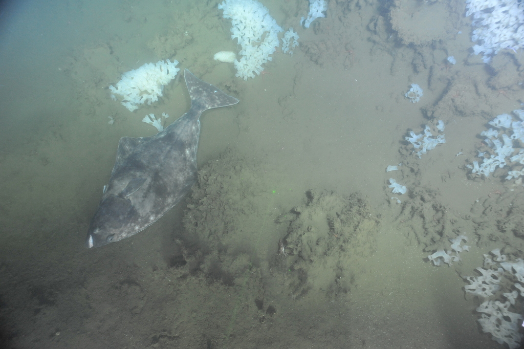 Pacific Halibut from North Coast, BC, Canada on October 6, 2015 at 05: ...