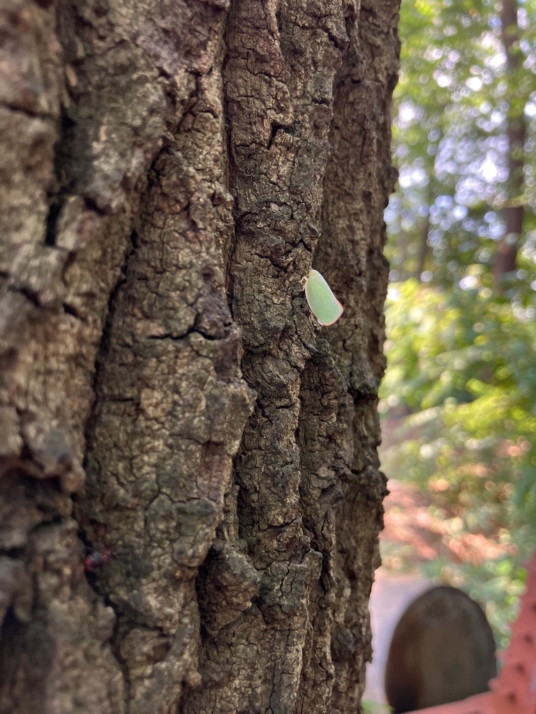 Geisha distinctissima in August 2024 by Banana Namekuji · iNaturalist