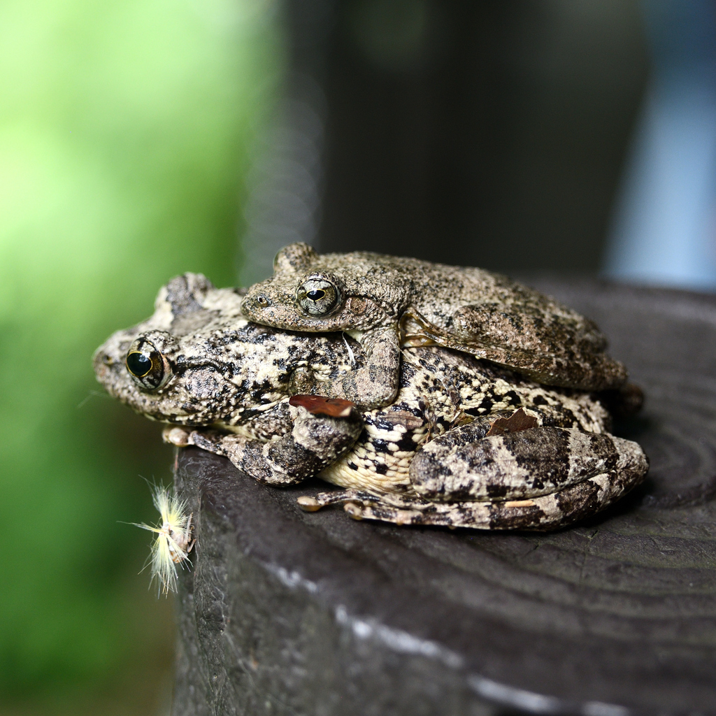 Kajika Frog from Ginzanshinhata, Obanazawa, Yamagata 999-4333, Japan on ...
