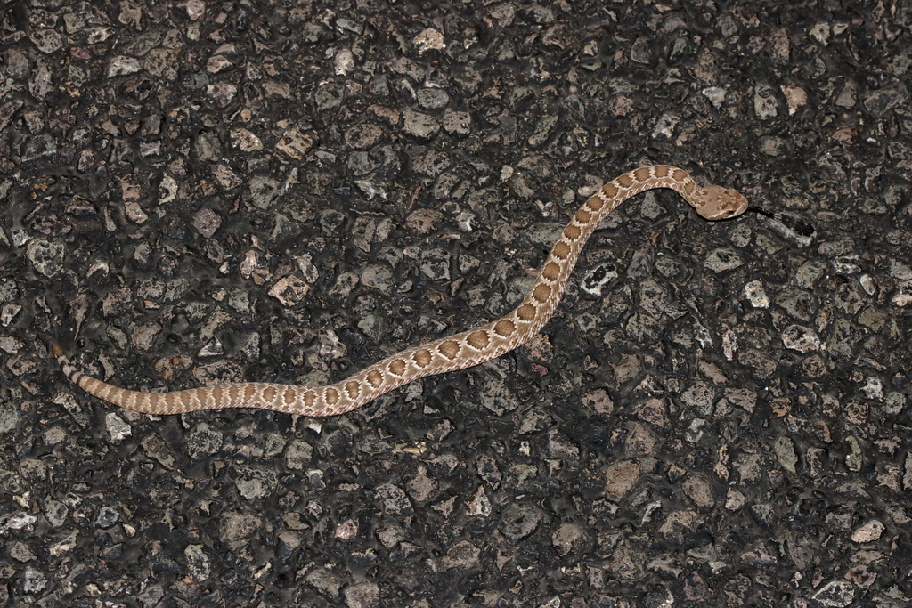 Mojave Rattlesnake in August 2024 by Riley Stanton · iNaturalist