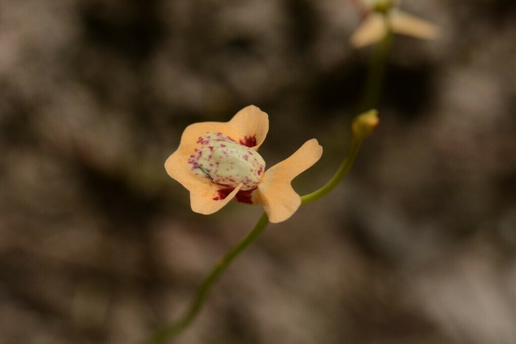 Utricularia fulva from Kakadu NT 0822, Australia on August 11, 2024 at ...