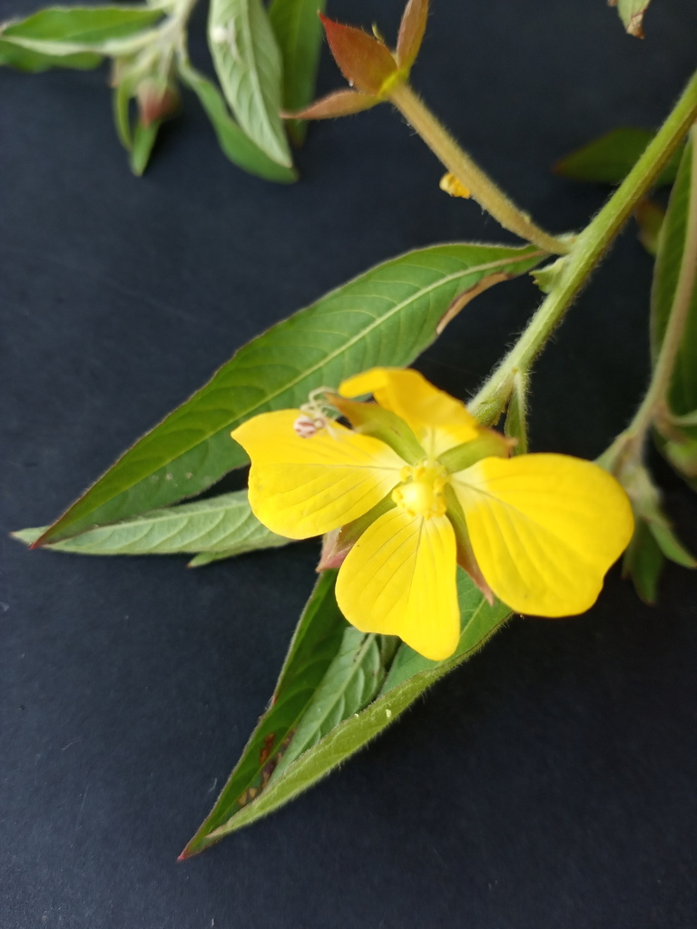 Mexican Primrose-willow from Municipio de Aquila, Mich., México on ...