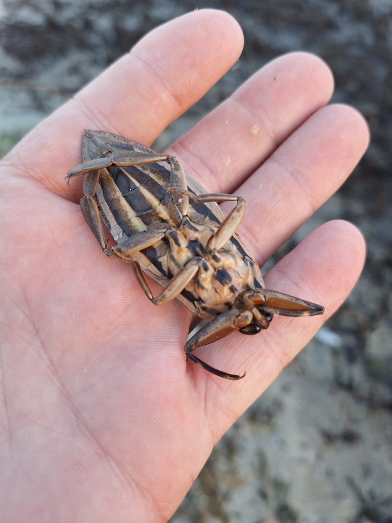 Eastern Toe-biter from Pensacola, FL 32506, USA on August 13, 2024 at ...