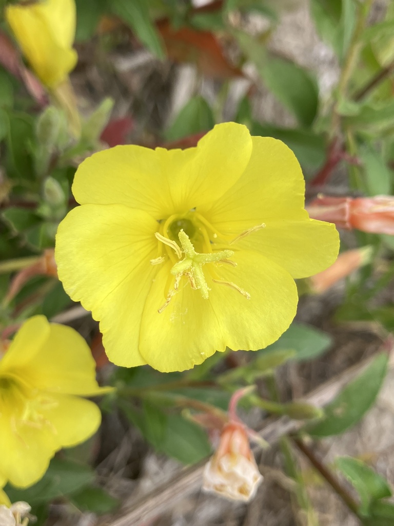 common evening-primrose from Columbia River Gorge National Scenic Area ...