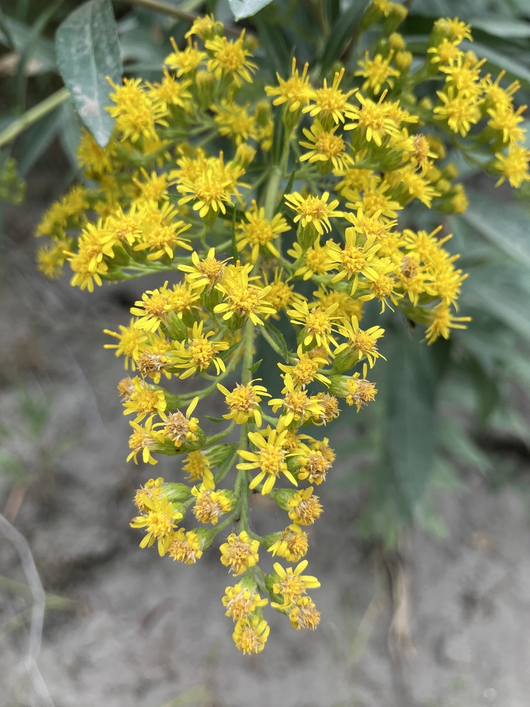 Canada goldenrod from Columbia River Gorge National Scenic Area ...