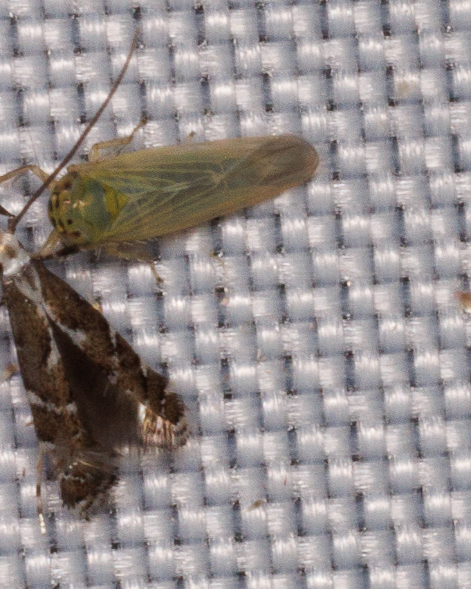 Butterflies and Moths from Hayes County, NE, USA on July 25, 2024 at 09 ...