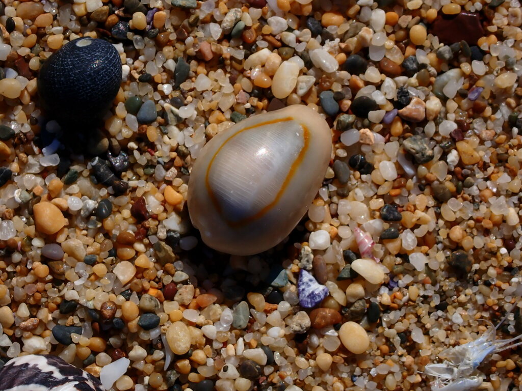 Gold Ring Cowry from Diggers Camp NSW 2462, Australia on August 07 ...