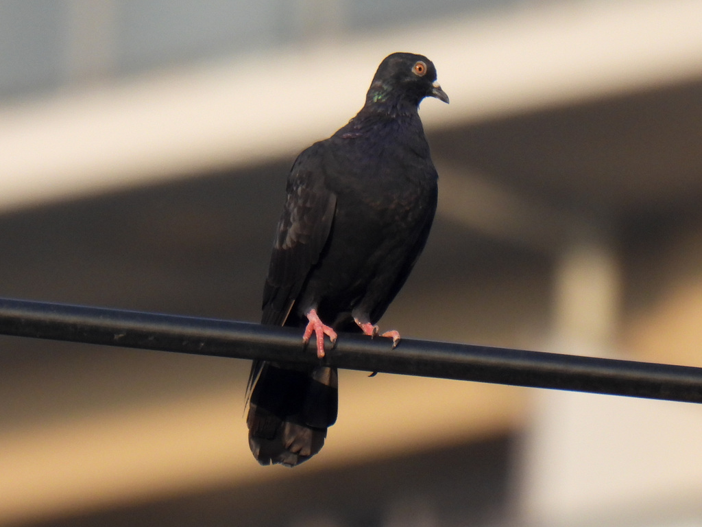Feral Pigeon from Takatsu Ward, Kawasaki, Kanagawa, Japan on August 14 ...