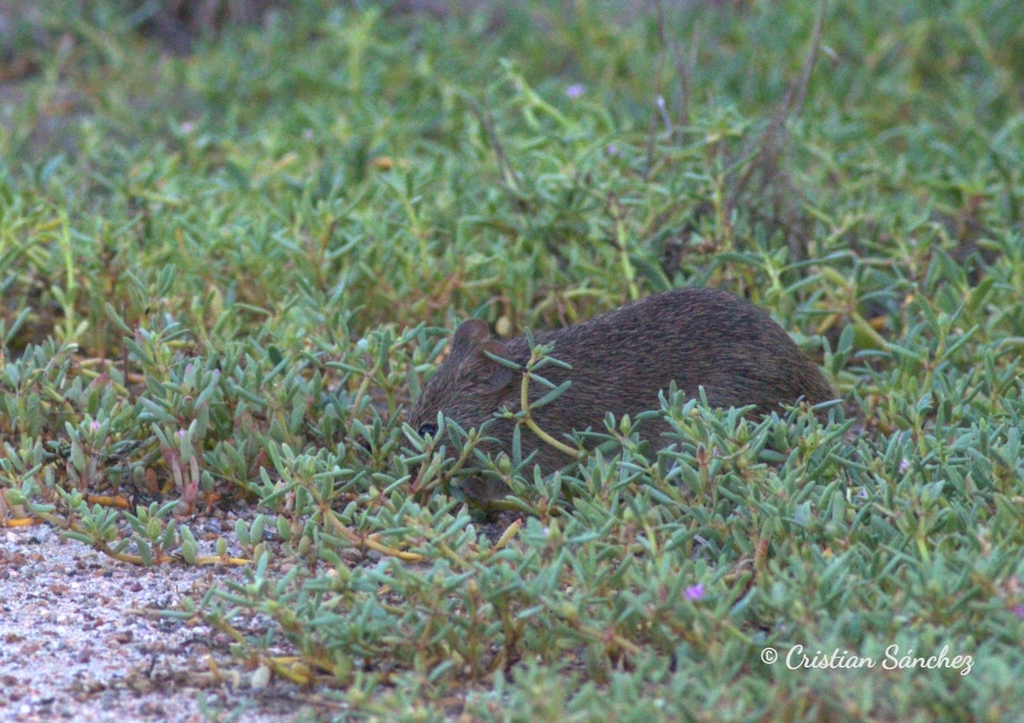 Arizona Cotton Rat from Mazatlán, Sin., México on July 27, 2024 at 07: ...