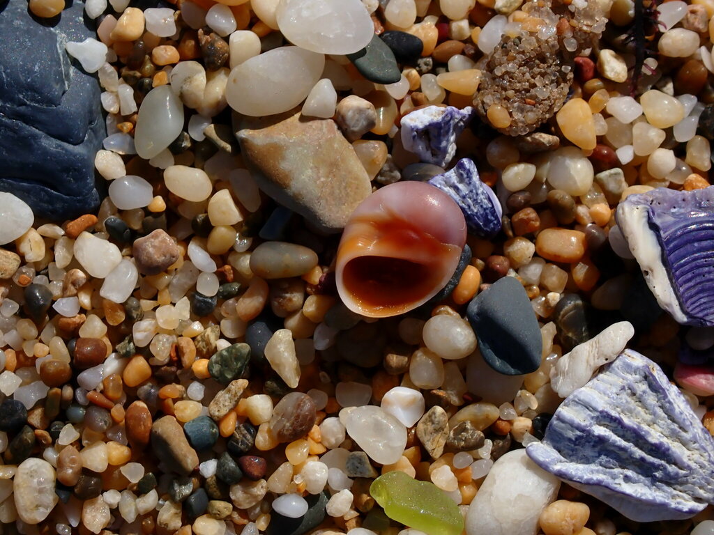 Conuber melastoma from Diggers Camp NSW 2462, Australia on August 7 ...