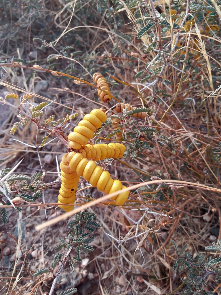 Dwarf screw bean from Gral Belgrano, La Rioja, Argentina on July 9 ...