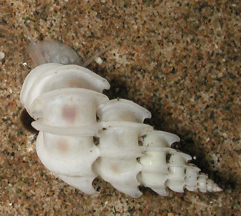 Epitonium replicatum from Maui County, HI, USA on November 14, 2004 at 01:32 AM by cory-pittman ...