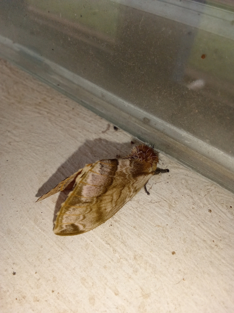 Molippa from Colegio Secundario Las Lajas on August 13, 2024 at 09:59 ...