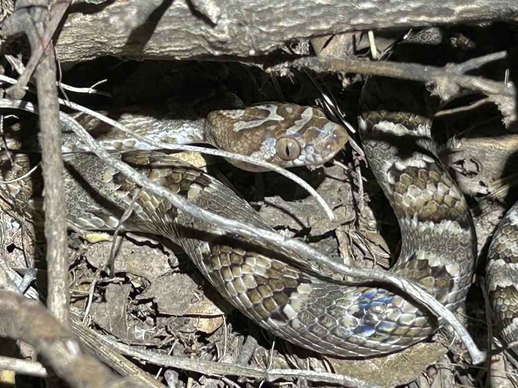 Sonoran Lyre Snake in August 2024 by Eric Hough · iNaturalist