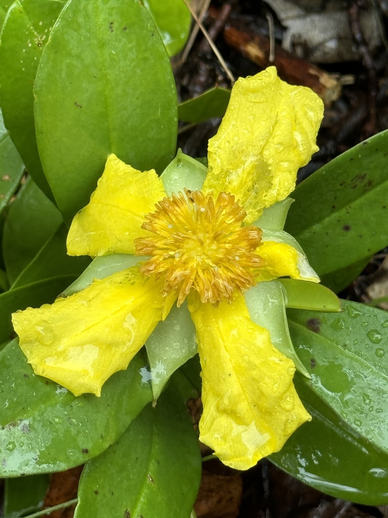 Climbing Guinea flower from UOW: University of Wollongong Australia, Keiraville, NSW, AU on ...