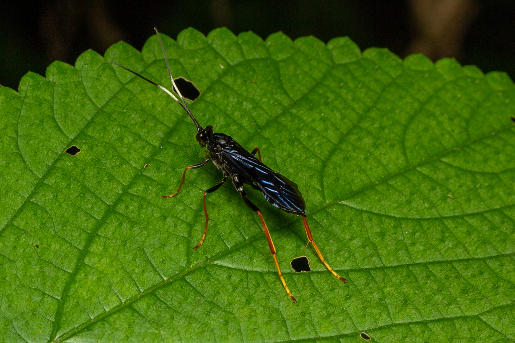Hoplismenus morulus morulus from Playfair Park - Lynda Park - Guildwood ...