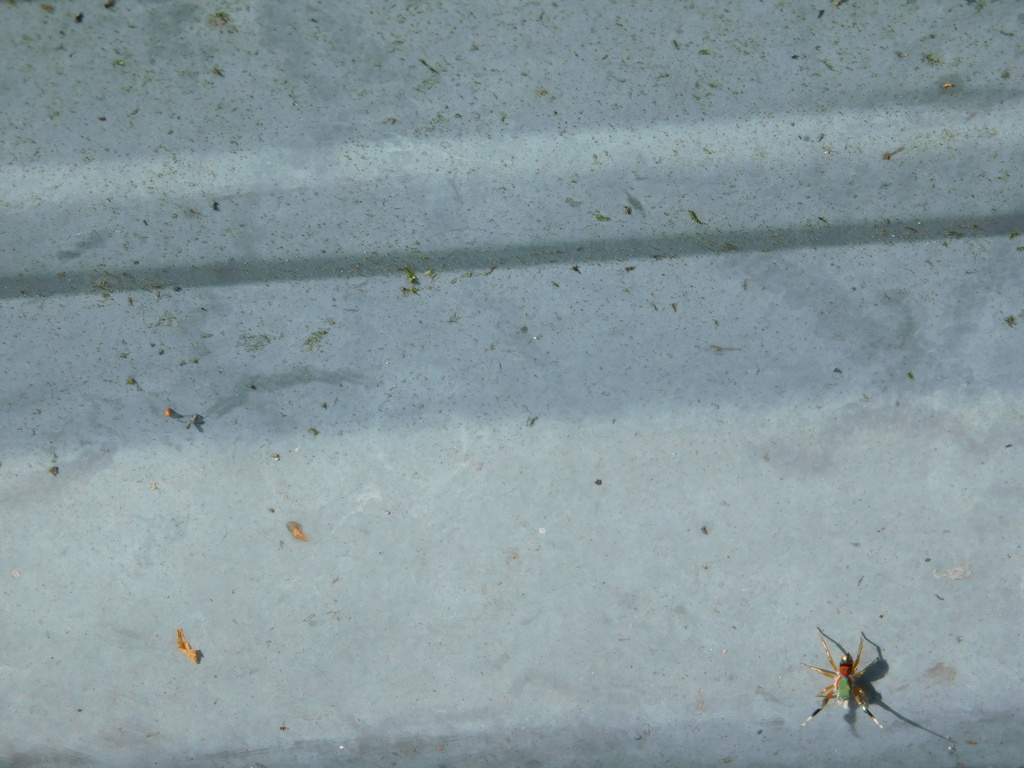 Jade Jumping Spider from Sejingkat, Kuching, Sarawak, Malaysia on ...
