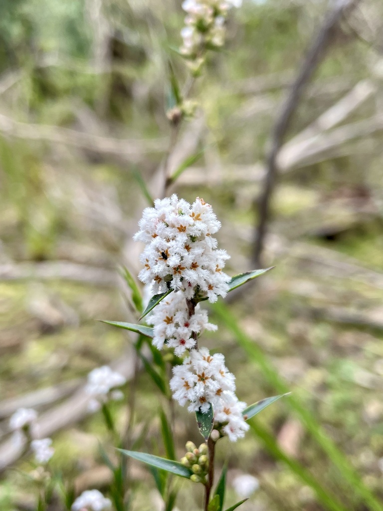 common beard-heath in August 2024 by clayt_ · iNaturalist