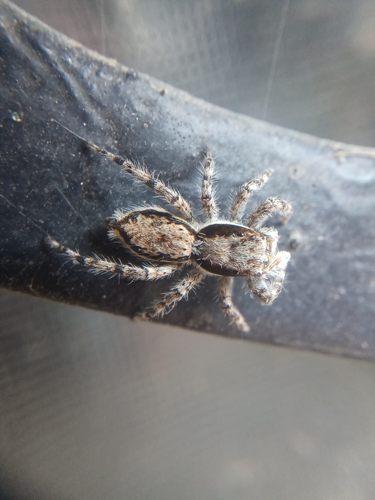 Gray Wall Jumping Spider from Villavicencio, Meta, Colombia on August ...