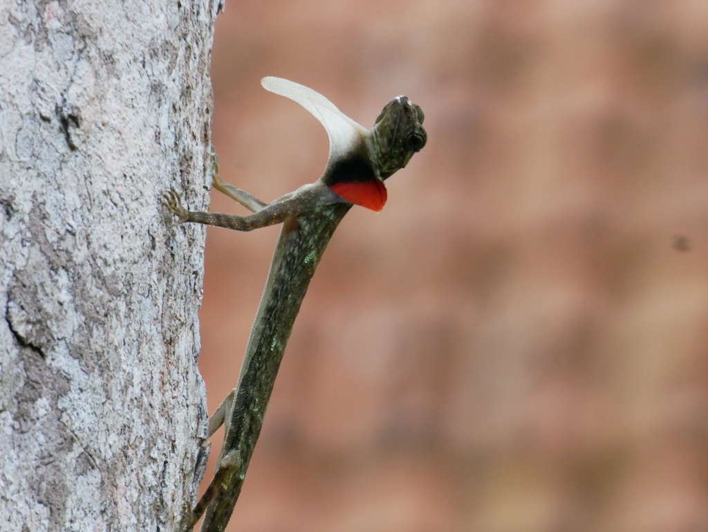 Blanford's Flying Lizard (Dracos of Asia) · iNaturalist